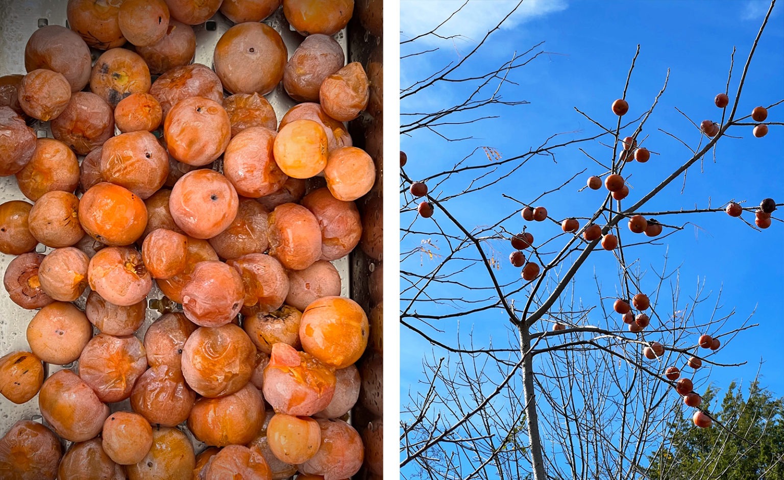 Spent Blooms & Wild Persimmons – My Herbal Roots